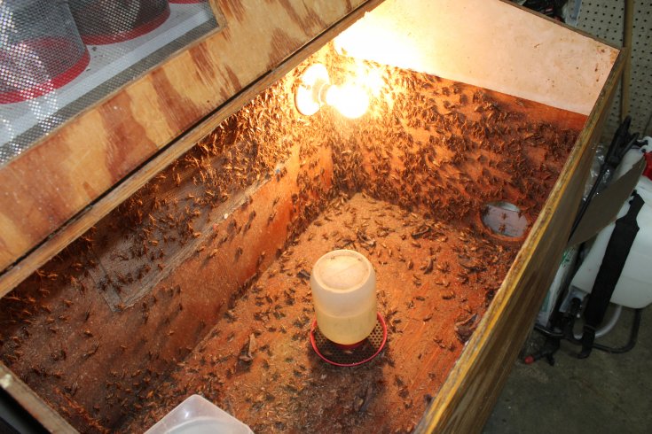 Live Crickets & Assorted Containers | Industrial Service & Supply